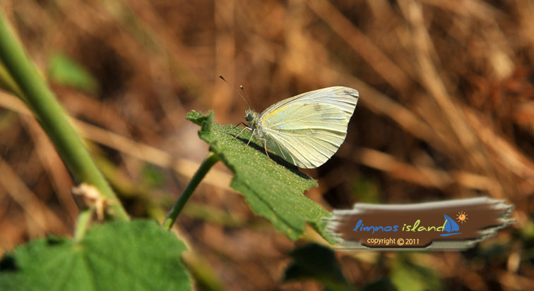 Petalouda 1 – The Responsible Travelers' Advisor